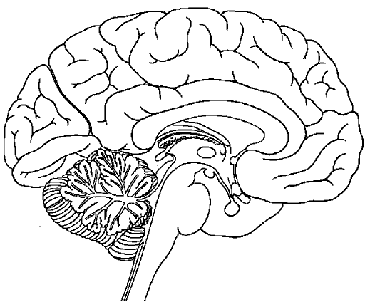 Limbic System Diagram Blank